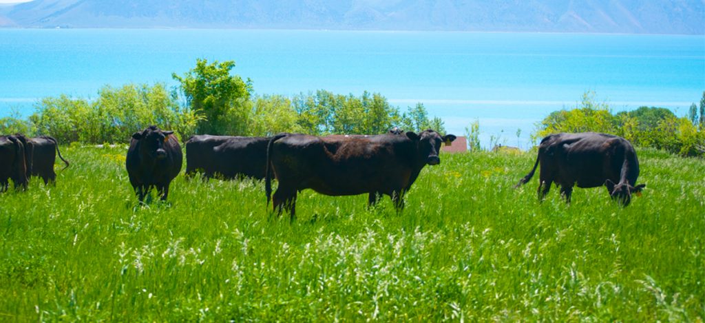 home-cows | Bear Lake Beef Company